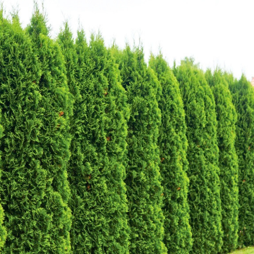Tuia, Thuja occidentalis Fastigiata – Sepe